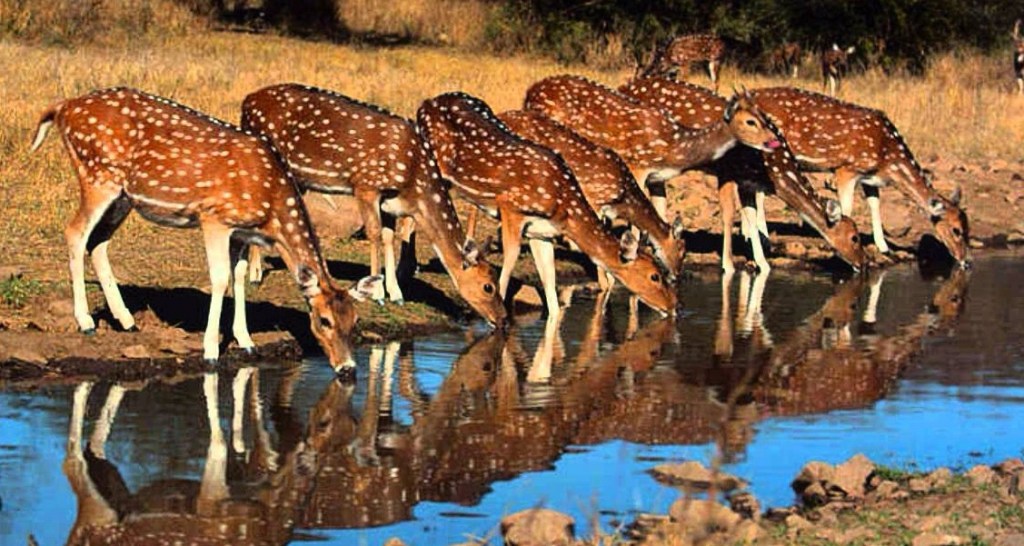 “Obey Your Thirst” – The Prayer Sentry